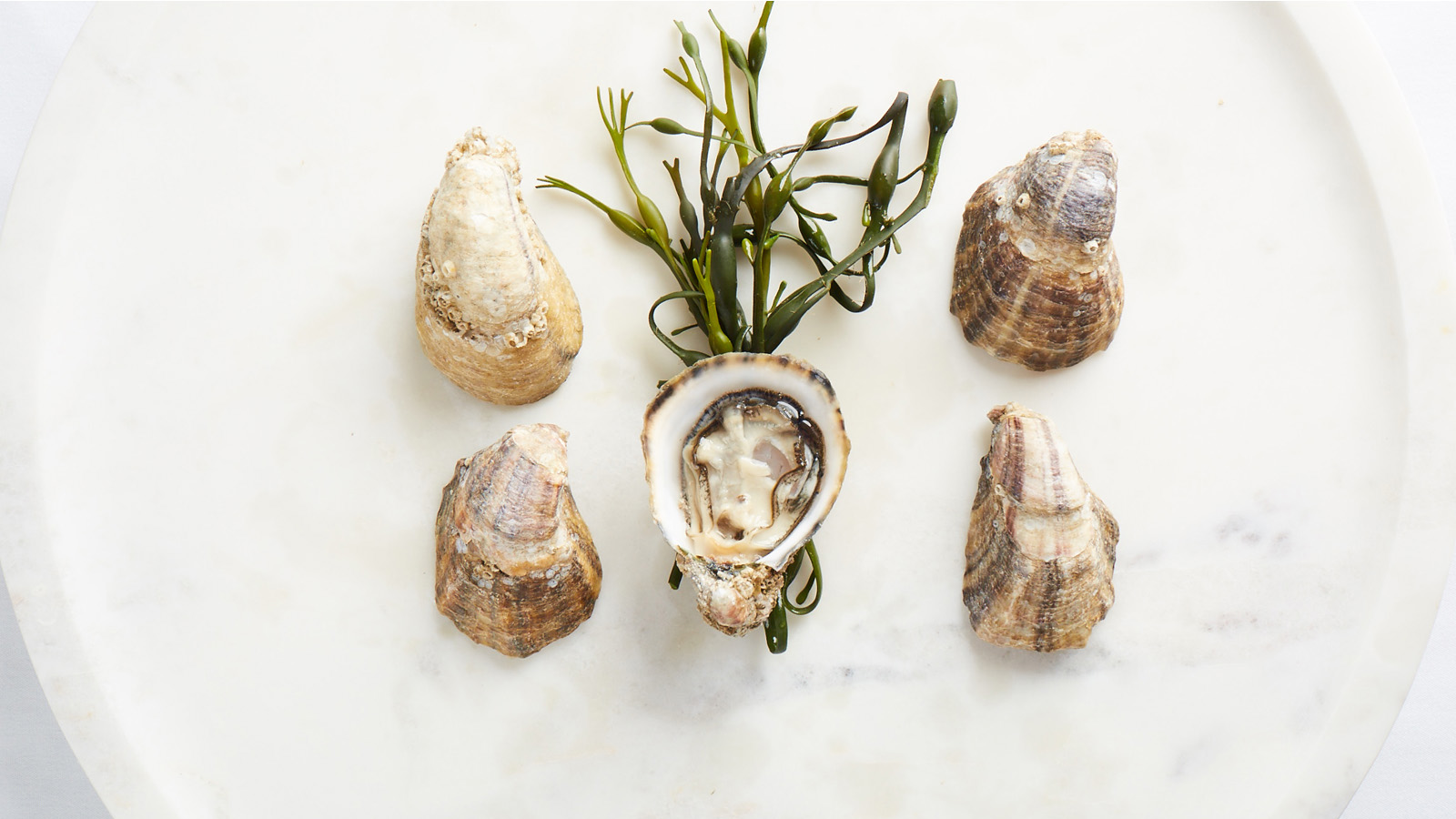 Lessing's - A Tradition of Excellence